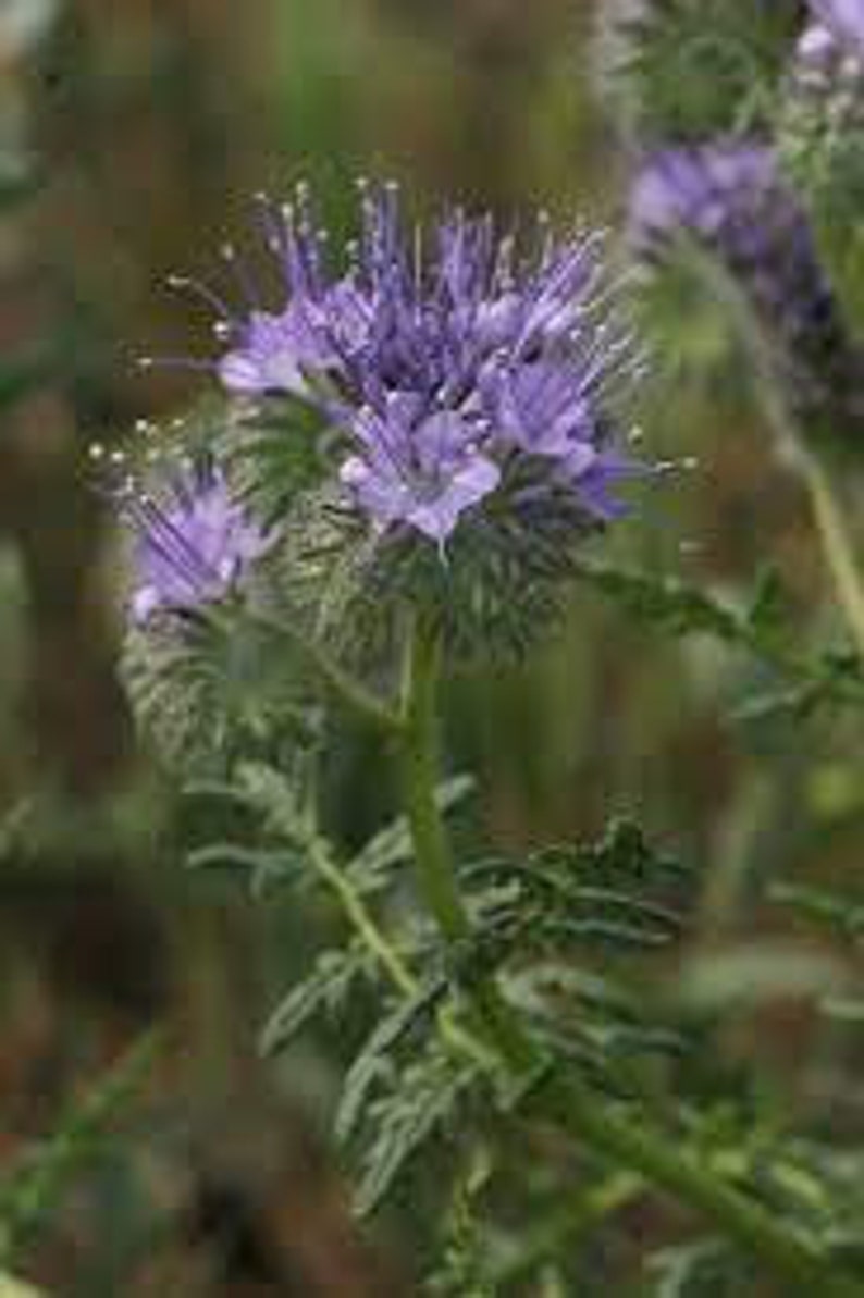 Phacelia Tenacetifolia | Lacy Phacelia | Fiddleneck | 300 Seeds - Etsy