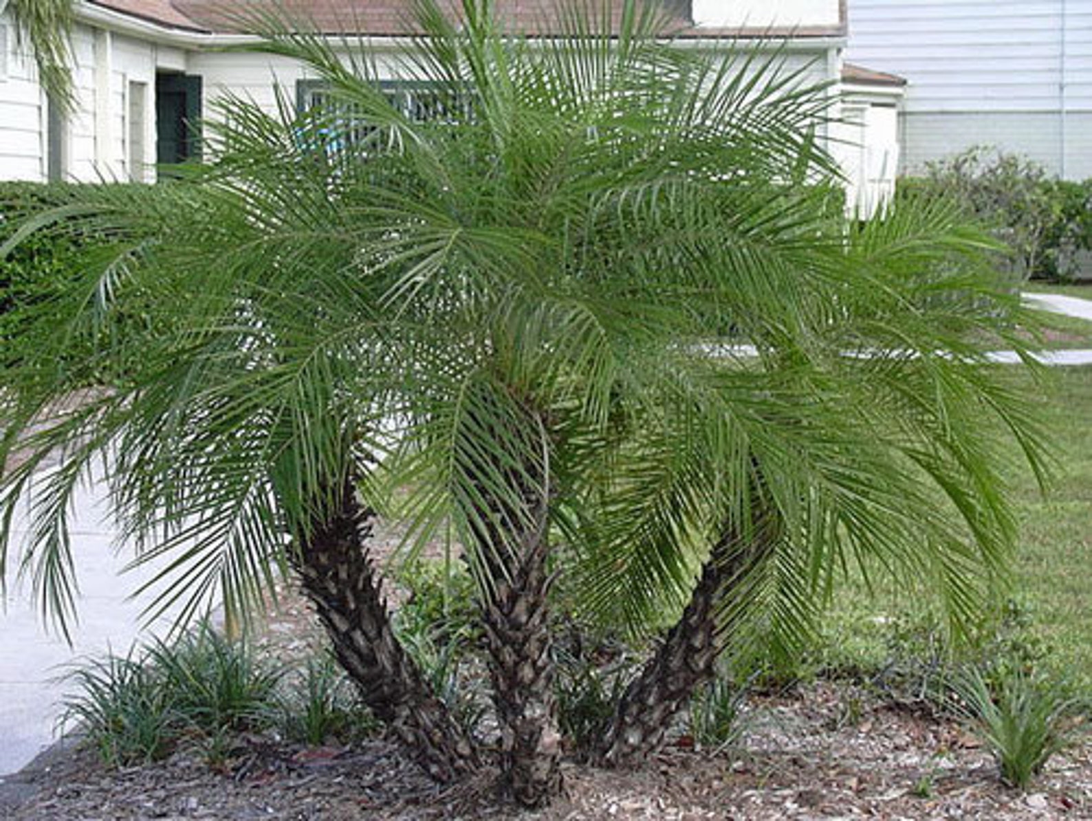 Phoenix Roebelenii Pygmy Date Palm Robellini Palm 5 - Etsy