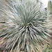 Dasylirion Wheeleri | Blue Sotol | Desert Spoon | 10 Seeds - Etsy
