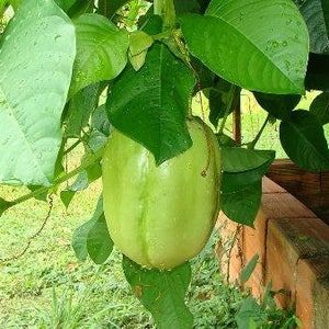 Passiflora Quadrangularis | Giant Granadilla | Giant Tumbo | Badea | 30 ...