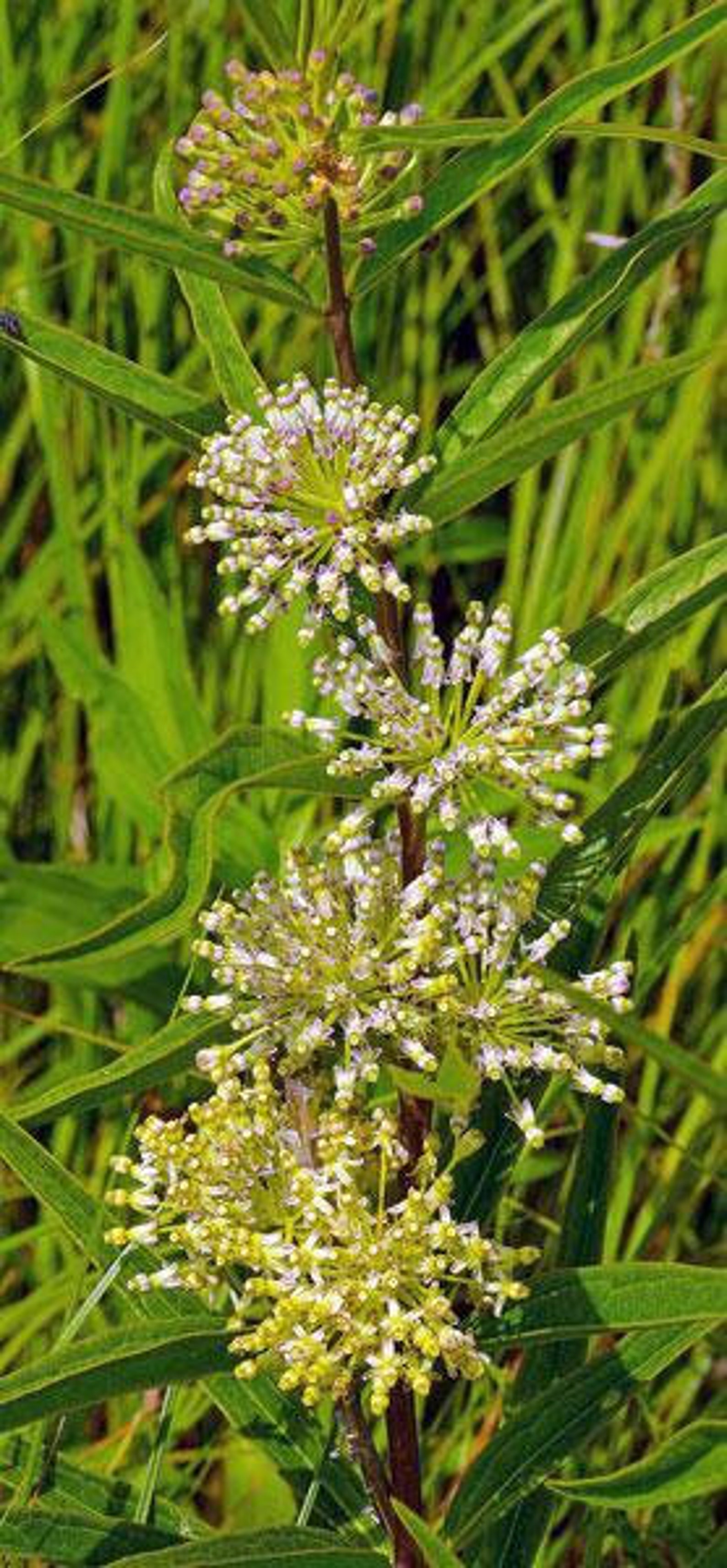 Asclepias Hirtella | Tall Green Milkweed | Prairie Milkweed | 10 Seeds ...