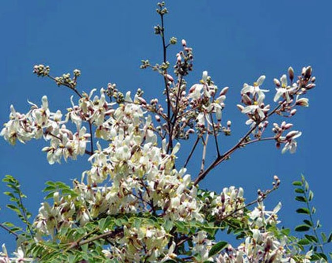 5 Moringa Drouhardii Seeds . Bottle Tree Seeds , Stone Size Seeds - Etsy