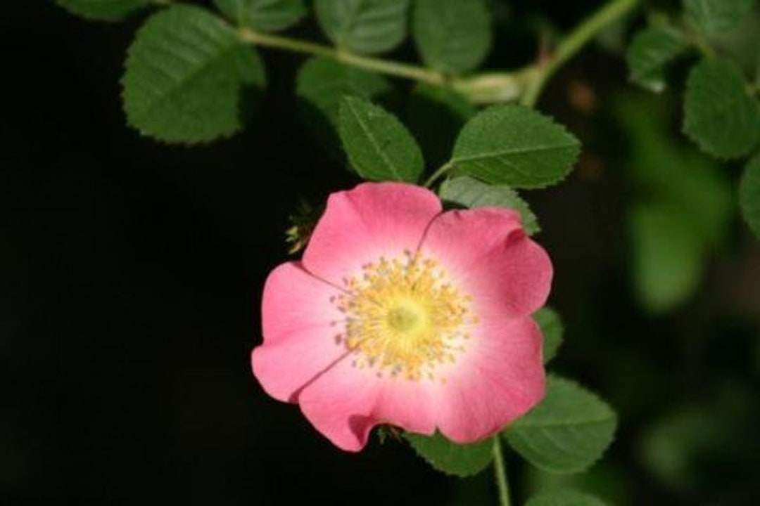 Rosa Eglantaria | Sweetbriar Rose | Eglantine Rose | 100 Seeds - Etsy