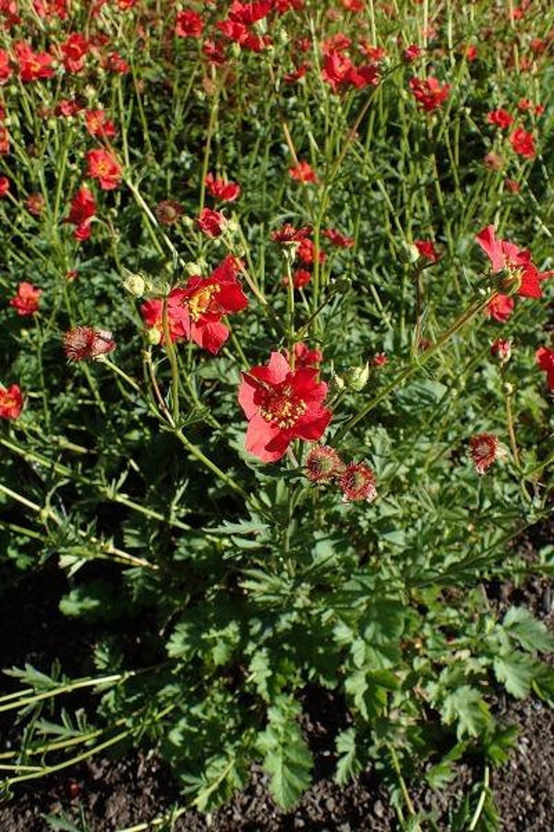 Geum Chiloense Avens Mrs. J Bradshaw Red Double Geum 100 - Etsy
