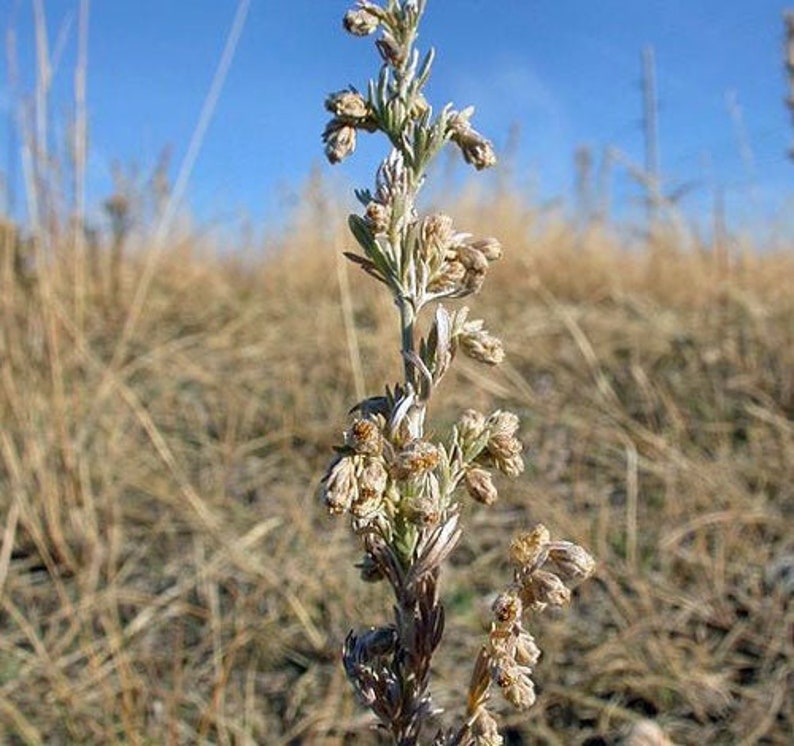 Artemisia Frigida Fringed Sagewort Pasture or Prairie Sage | Etsy