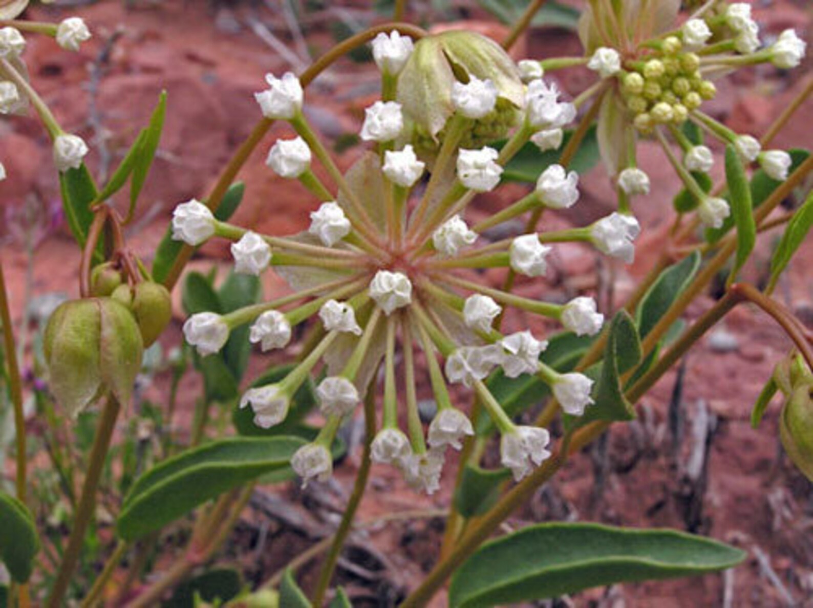 Abronia Fragrans Snowball Sand Verbena 10 Seeds - Etsy