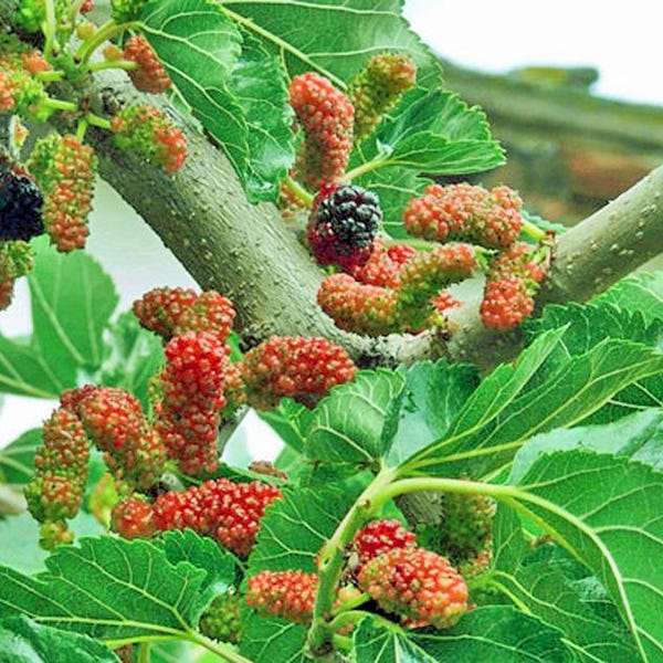 Persian Mulberry Tree - Etsy