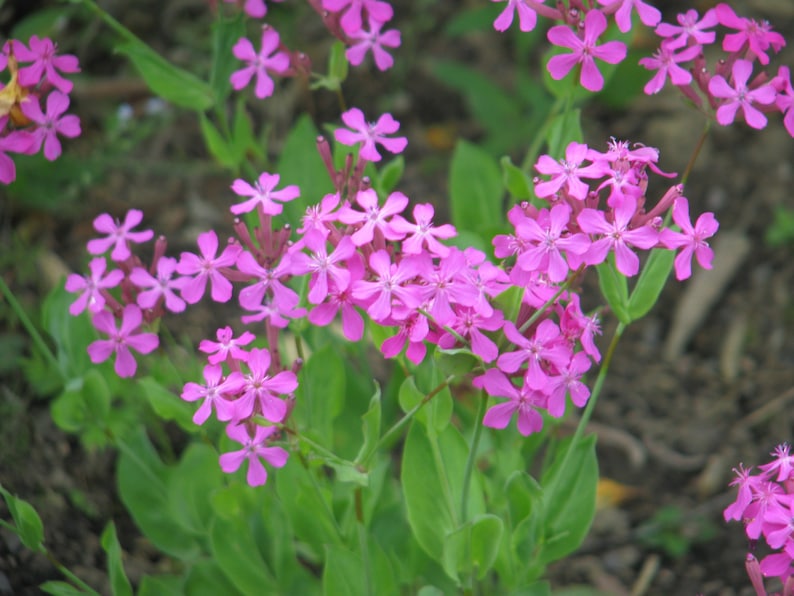 Silene Armeria | None-so-pretty | Sweet William Catchfly | 1000 Seeds ...