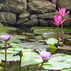 Nymphaea Rubra | Red Cup | Red Flare | 10 Seeds - Etsy