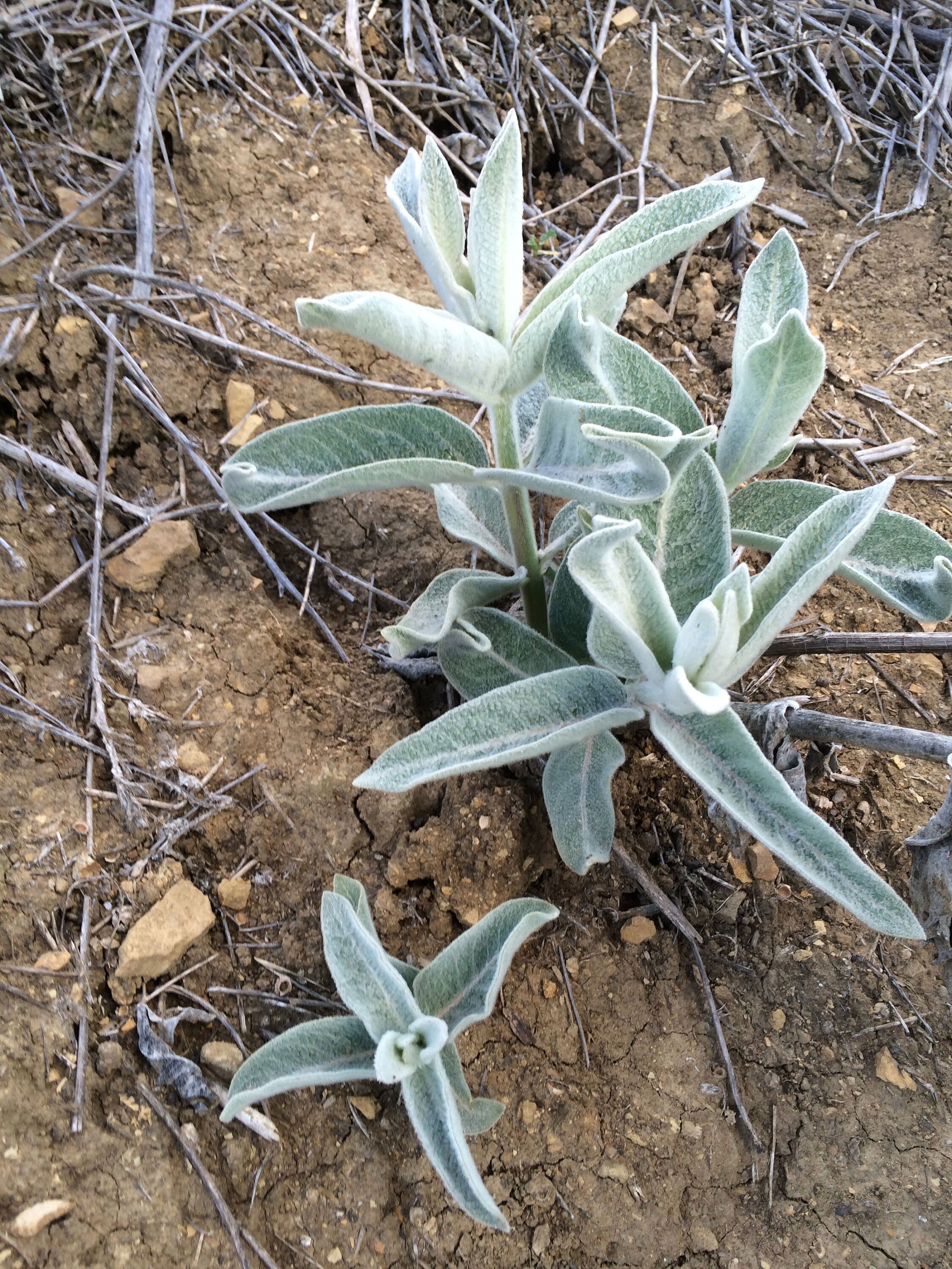Asclepias Eriocarpa | Indian or Kotolo Milkweed | Woollypod | 10 Seeds ...