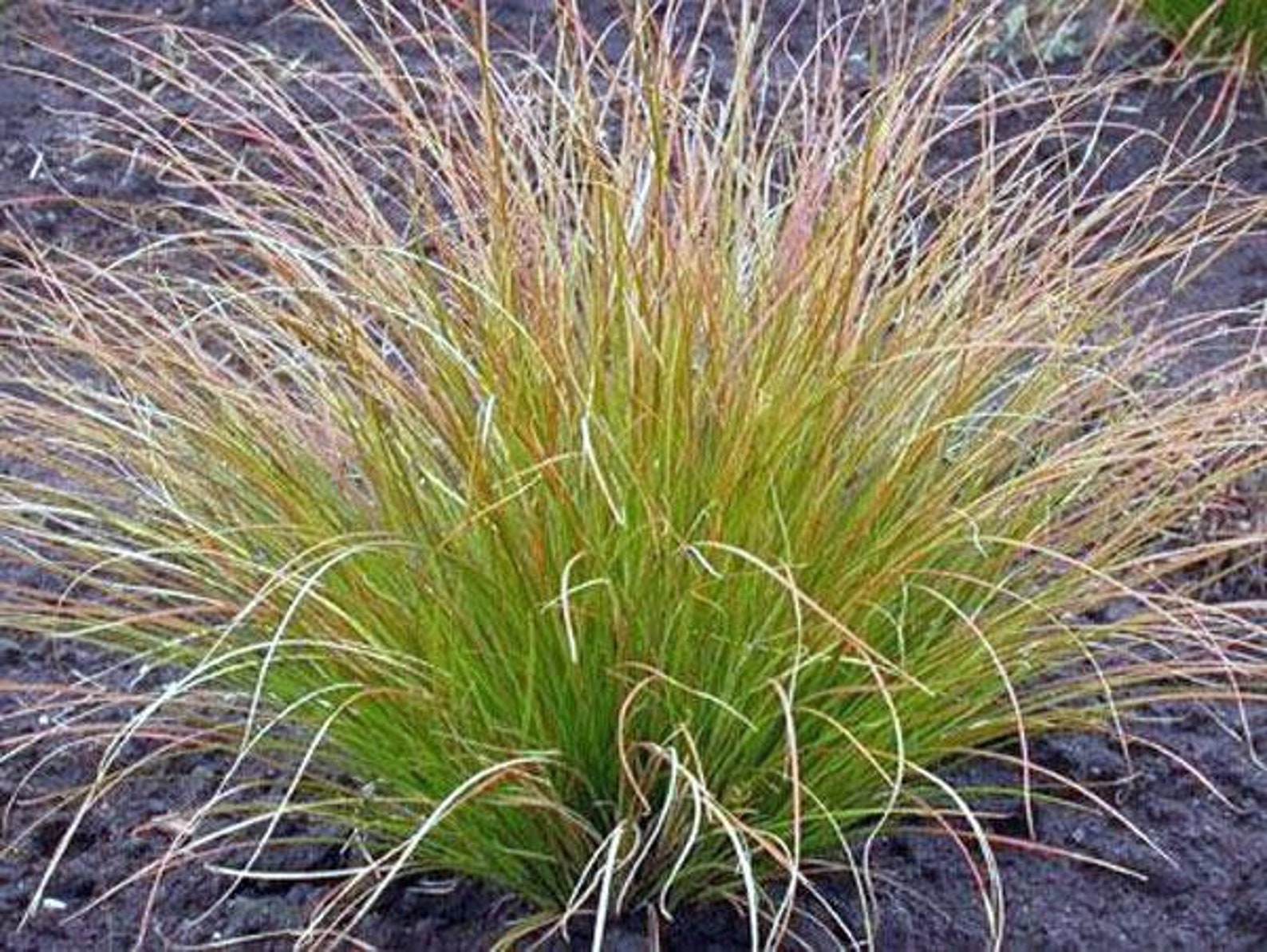 Carex Testacea | Prairie Fire | 10 Seeds - Etsy