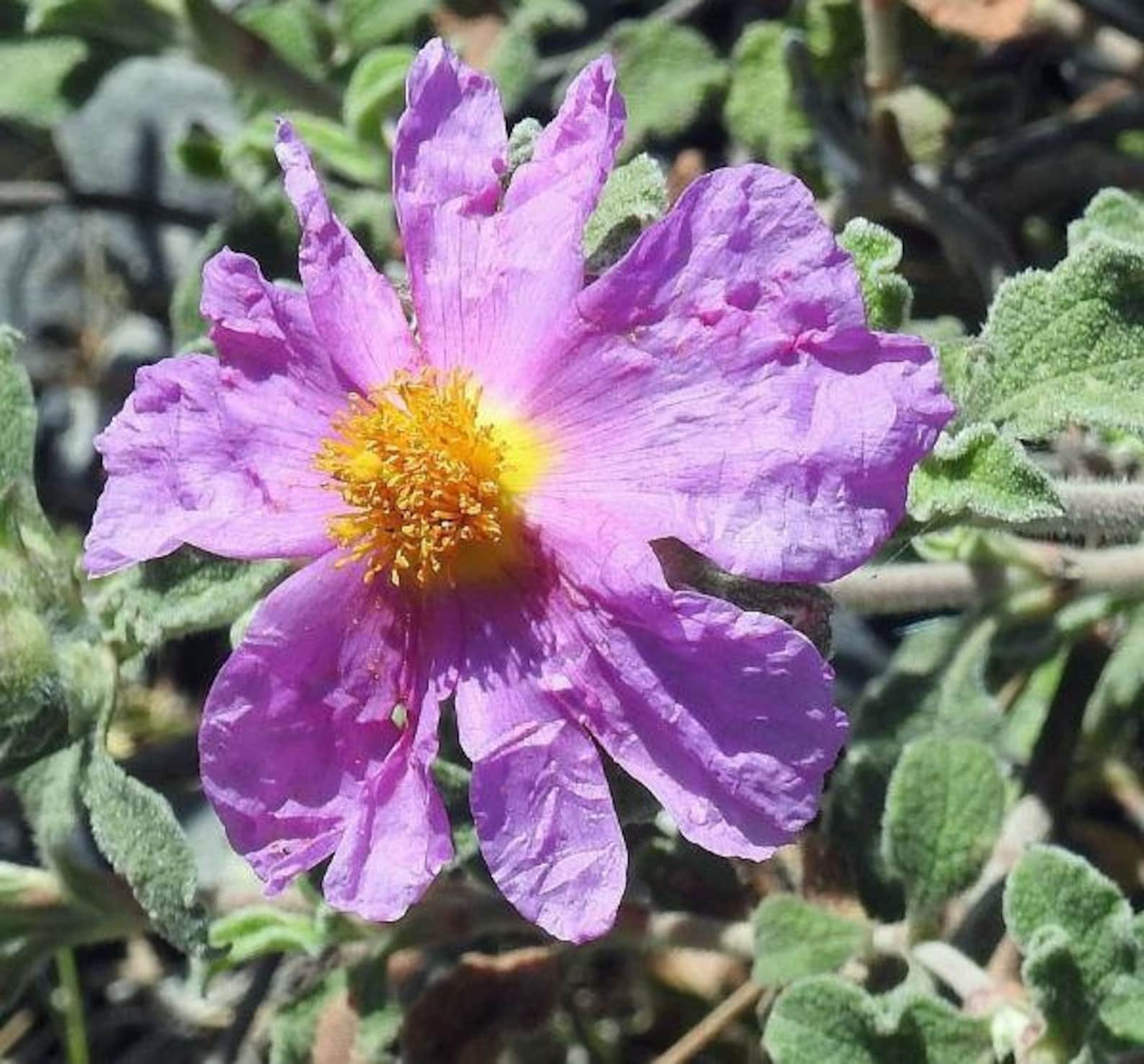 Cistus creticus / Rock Rose / Cretan Rockrose / Hoary | Etsy
