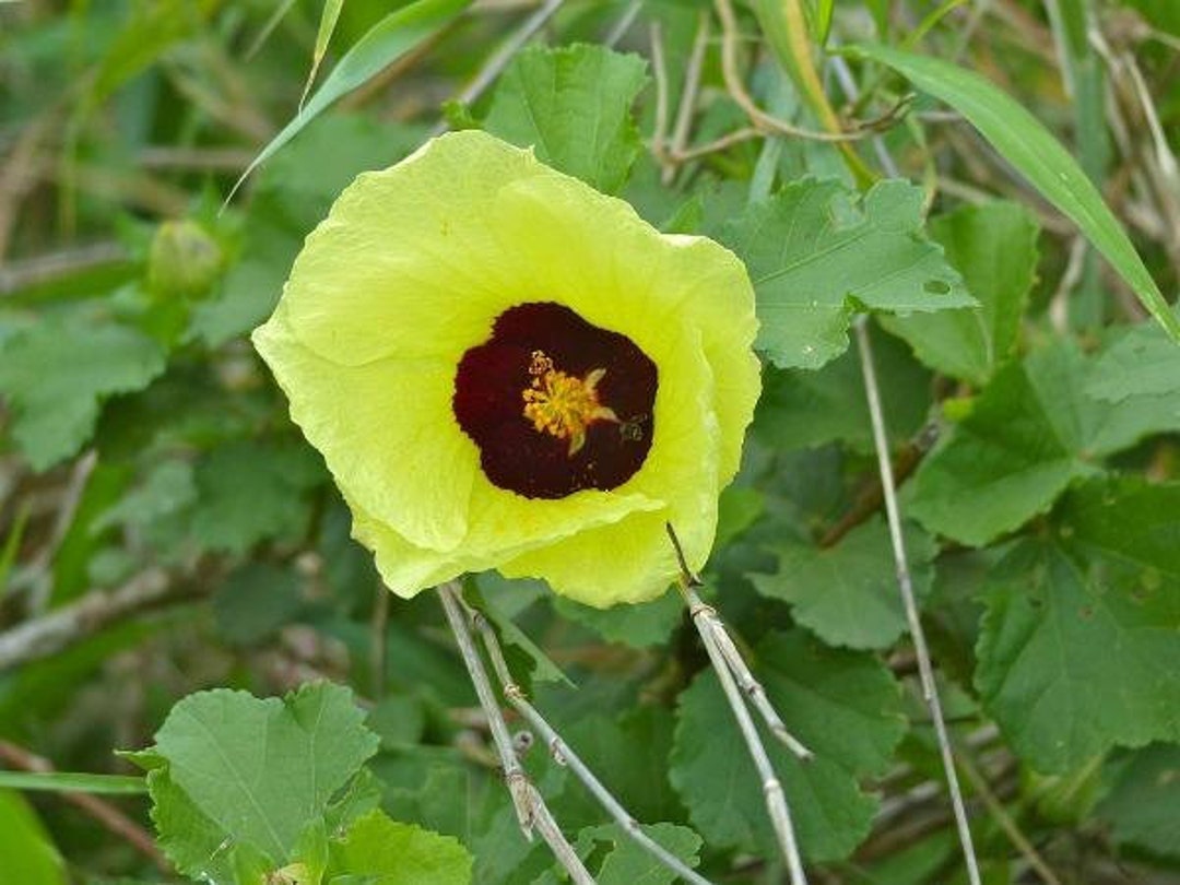Hibiscus Cannabinus | Yellow Flower | Kenaf | 20 Seeds - Etsy