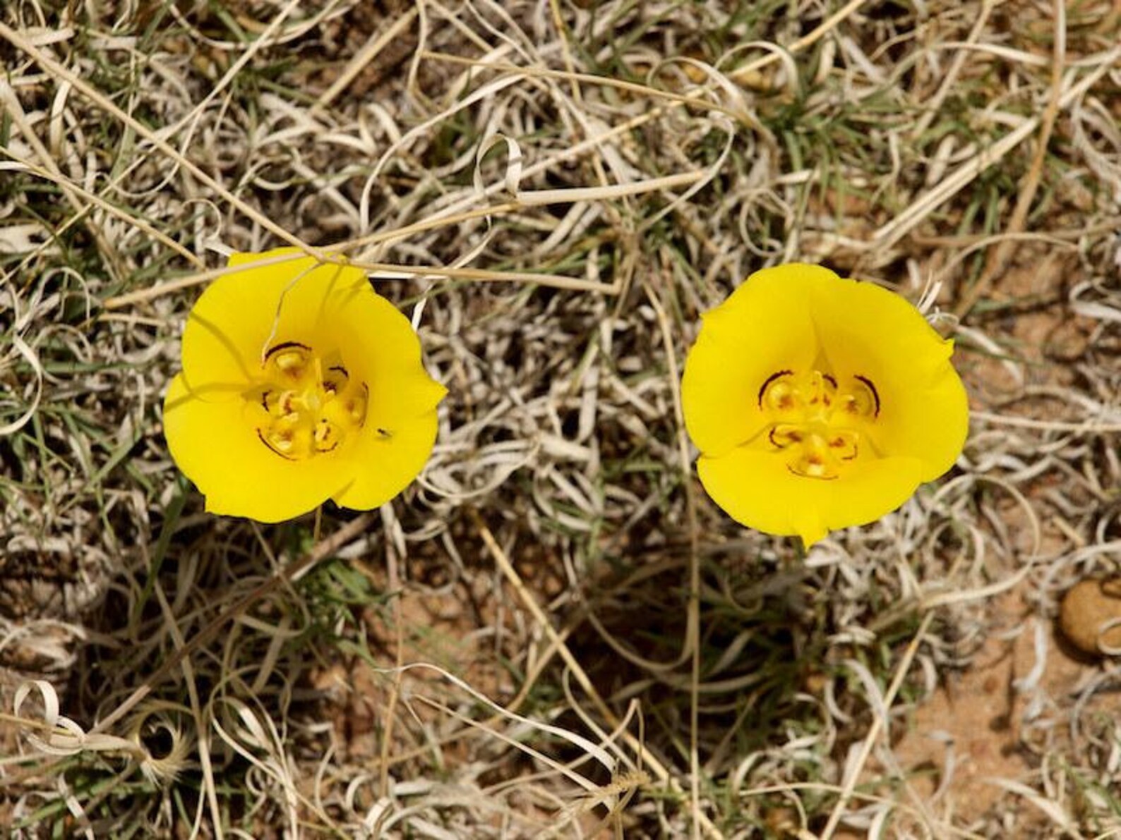 Calochortus Aureus | Golden Mariposa Lily | 20 Seeds - Etsy