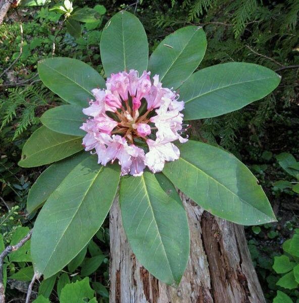 Rhododendron Macrophyllum Coast Rhododendron California | Etsy