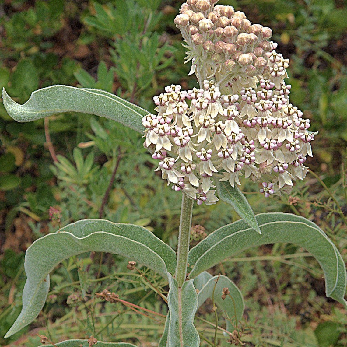 Asclepias Eriocarpa Indian or Kotolo Milkweed Woollypod - Etsy