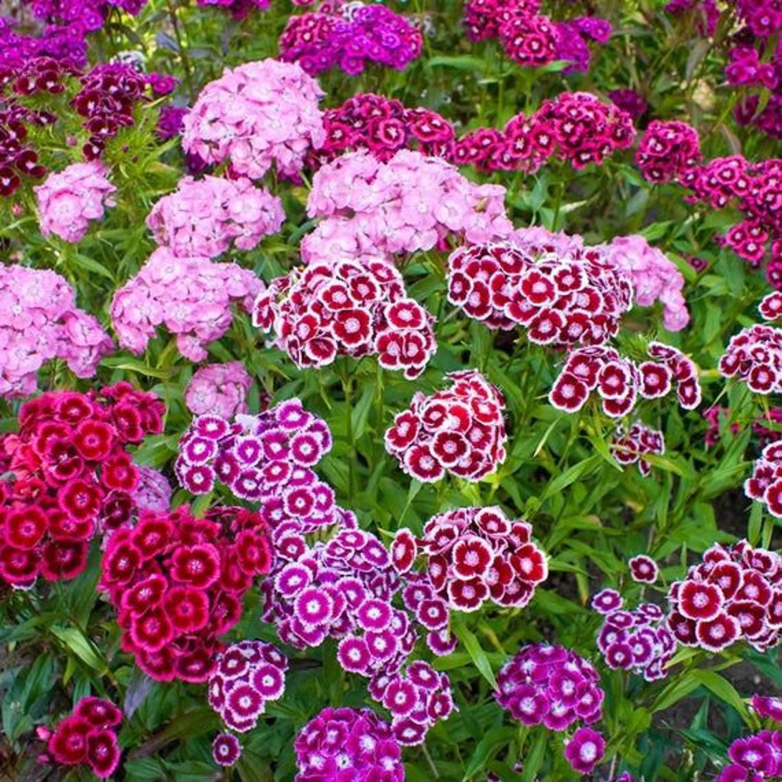 Dianthus Barbatus Single Mix Sweet William 100 Seeds | Etsy