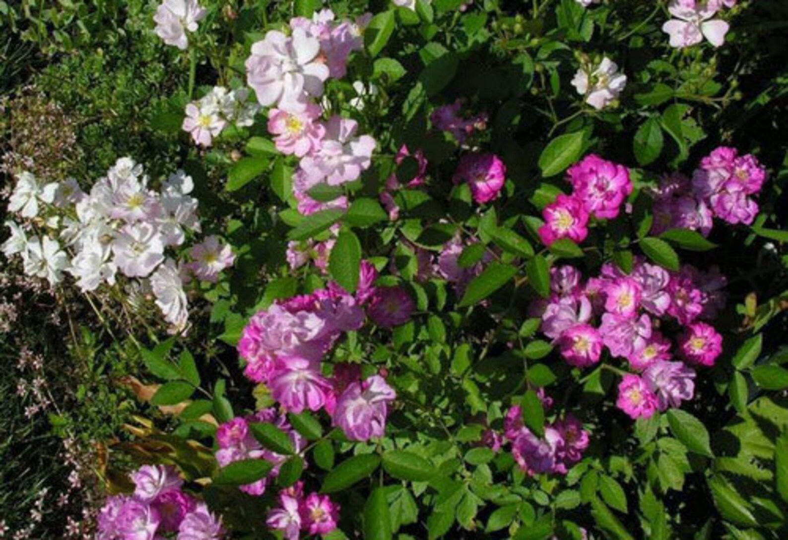 Rosa Chinensis | Miniature Rose | Angel Wings | 10 Seeds - Etsy