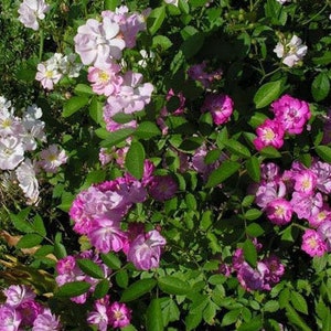 Rosa Chinensis | Miniature Rose | Angel Wings | 10 Seeds - Etsy