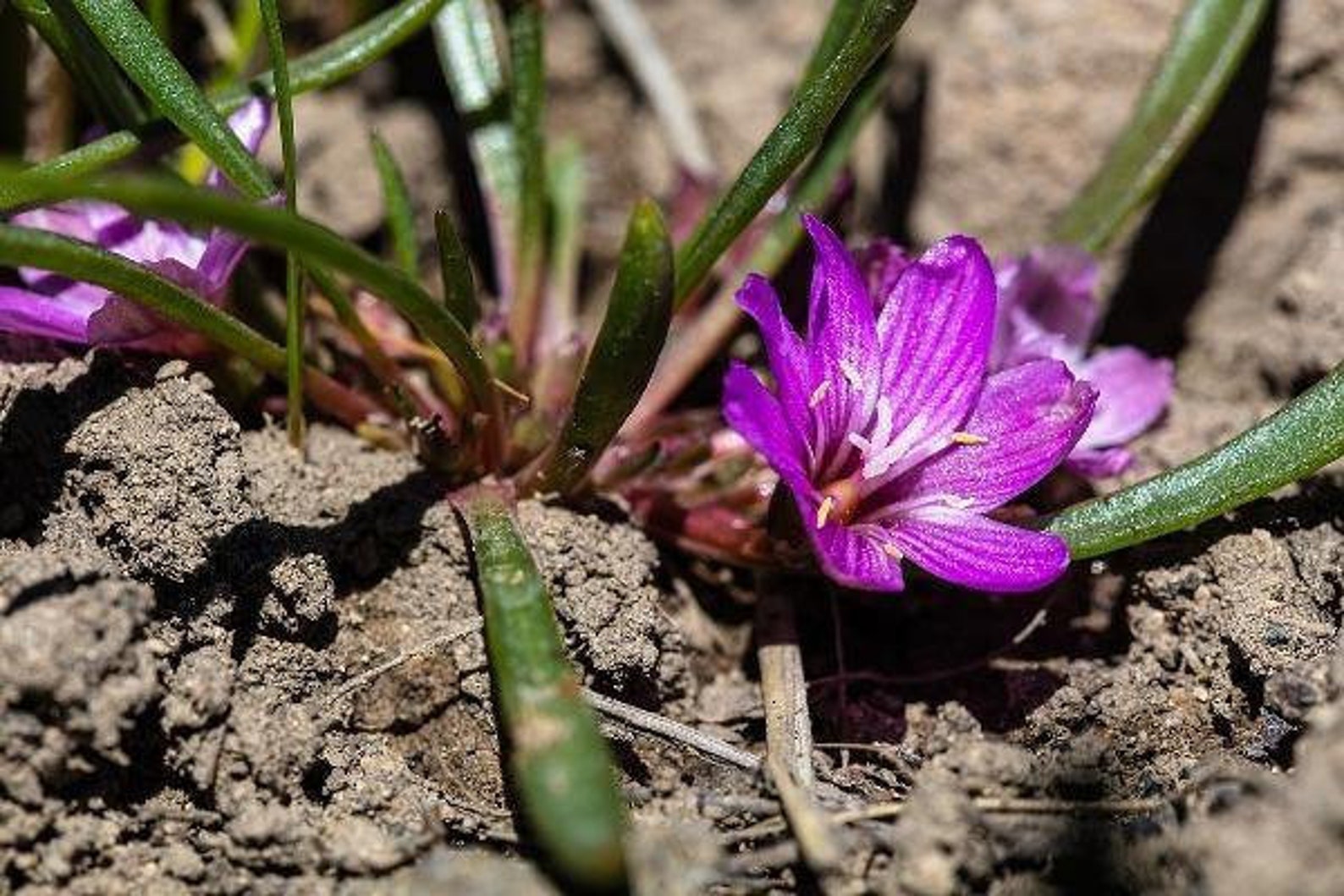 Lewisia Pygmaea Alpine or Dwarf Lewisia Pygmy Bitterroot - Etsy