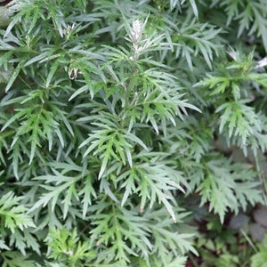Artemisia Vulgaris | Common Mugwort | Sailors Tobacco | Felon Herb | 20 ...