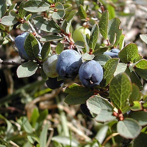 Vaccinium Uliginosum | Alpine Blueberry | 10 Seeds - Etsy