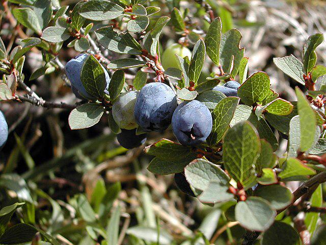 Vaccinium Uliginosum | Alpine Blueberry | 10 Seeds - Etsy