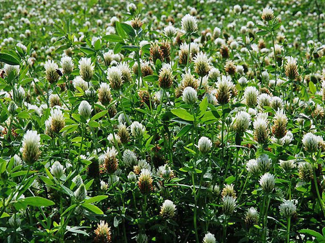 Trifolium Alexandrinum | Egyptian Clover | 100 Seeds - Etsy