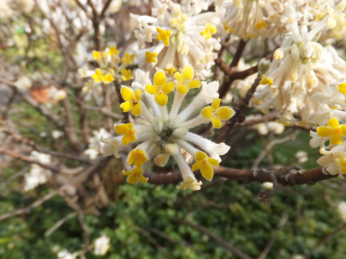 Edgeworthia Chrysantha | Paperbush Plant | Oriental Paperbush | 100 ...
