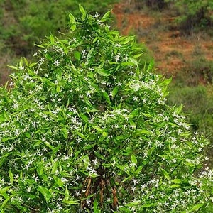 Wrightia Tinctoria | Pala Indigo Plant | Sweet Indrajao | 50 Seeds - Etsy