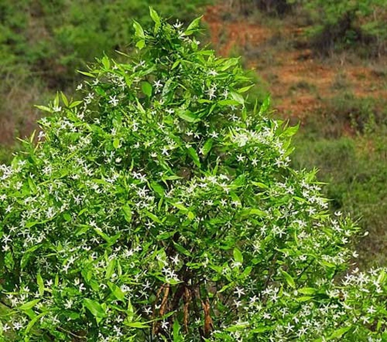 Wrightia Tinctoria | Pala Indigo Plant | Sweet Indrajao | 50 Seeds - Etsy
