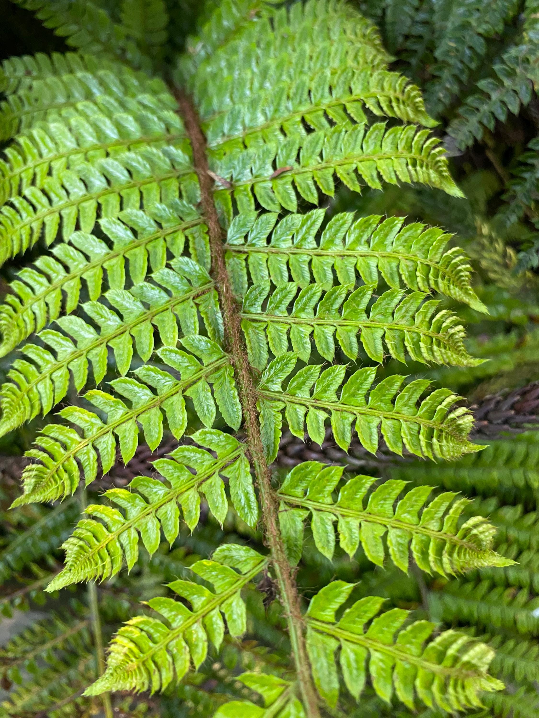 Polystichum Polyblephorum | Japanese Tassel Fern | 250 Spores - Etsy