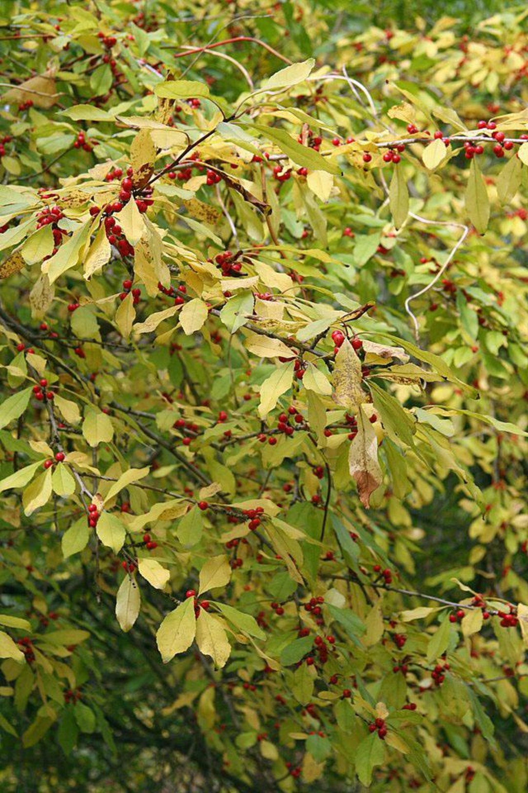 Ilex Decidua | Deciduous Holly | 20 Seeds - Etsy