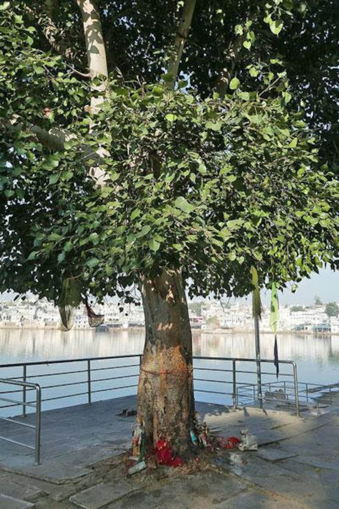 Ficus Religiosa | Sacred Fig | Ashwattha or Bodhi Tree | 100 Seeds - Etsy