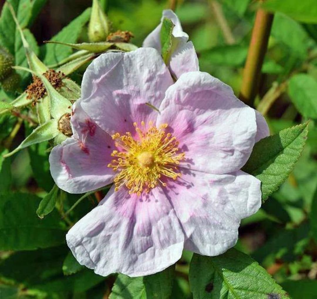 Swamp Rose Seeds | Rosa Palustris, Pink Wildflower (30 Seeds) - Etsy