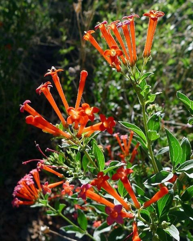 Penstemon Eatonii | Firecracker Penstemon | 200 Seeds - Etsy