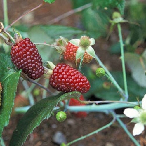 Rubus Glaucus Andean Raspberry Mora De Castilla 20 Seeds - Etsy