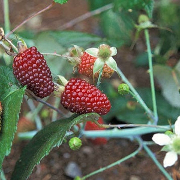 Raspberry Plant - Etsy