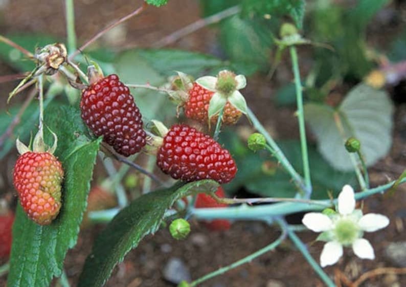 Rubus Glaucus Andean Raspberry Mora De Castilla 20 Seeds - Etsy
