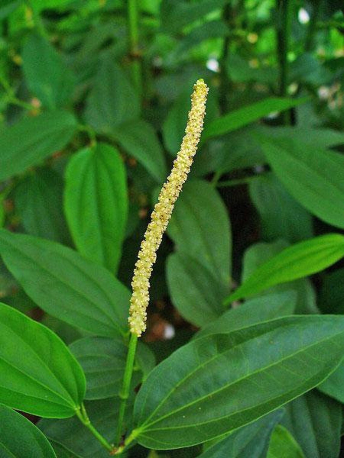 Piper Nigrum | Black Pepper | Piper | 20 Seeds - Etsy