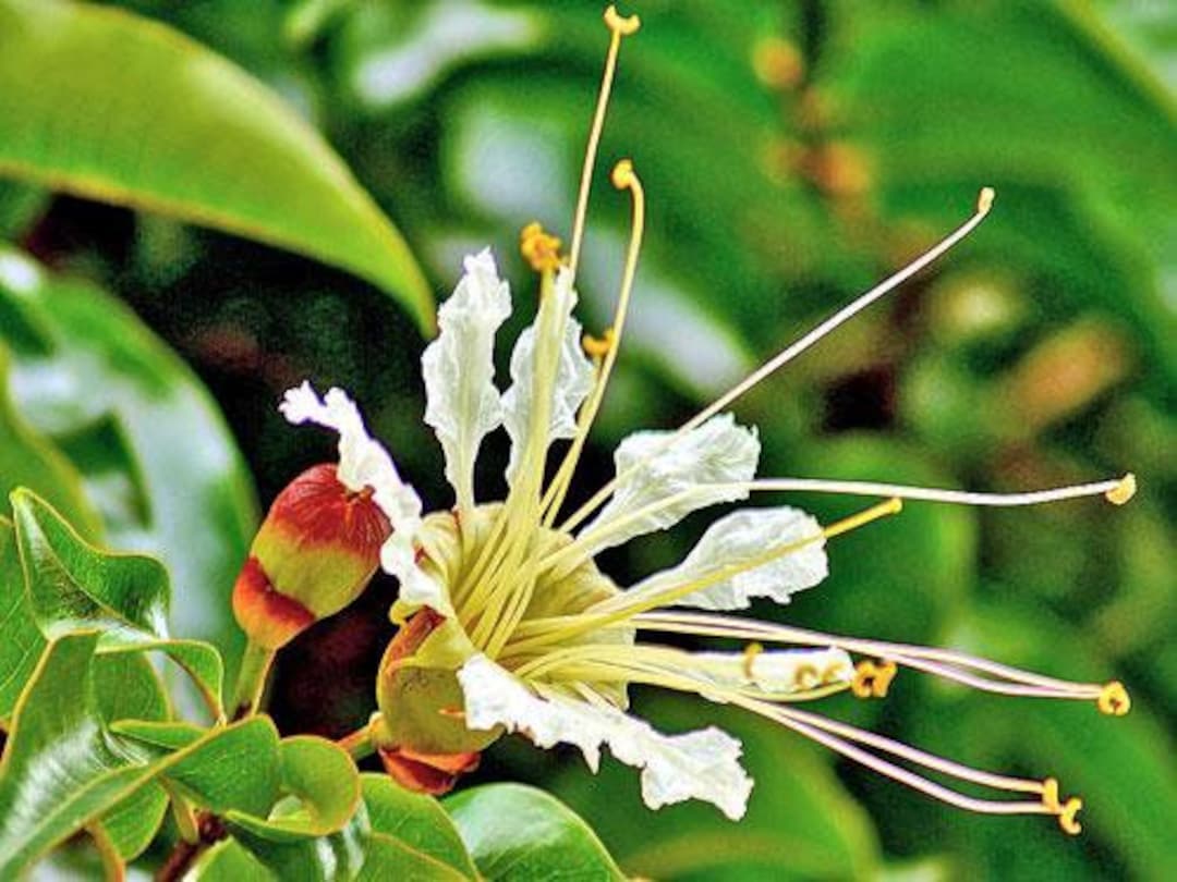 Lafoensia Acuminata | Colombian Pinwheel Tree | 10 Seeds - Etsy
