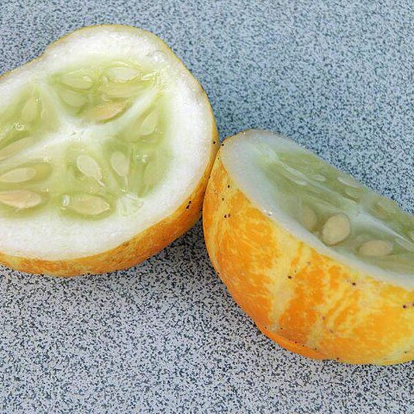 Lemon Cucumber - Etsy