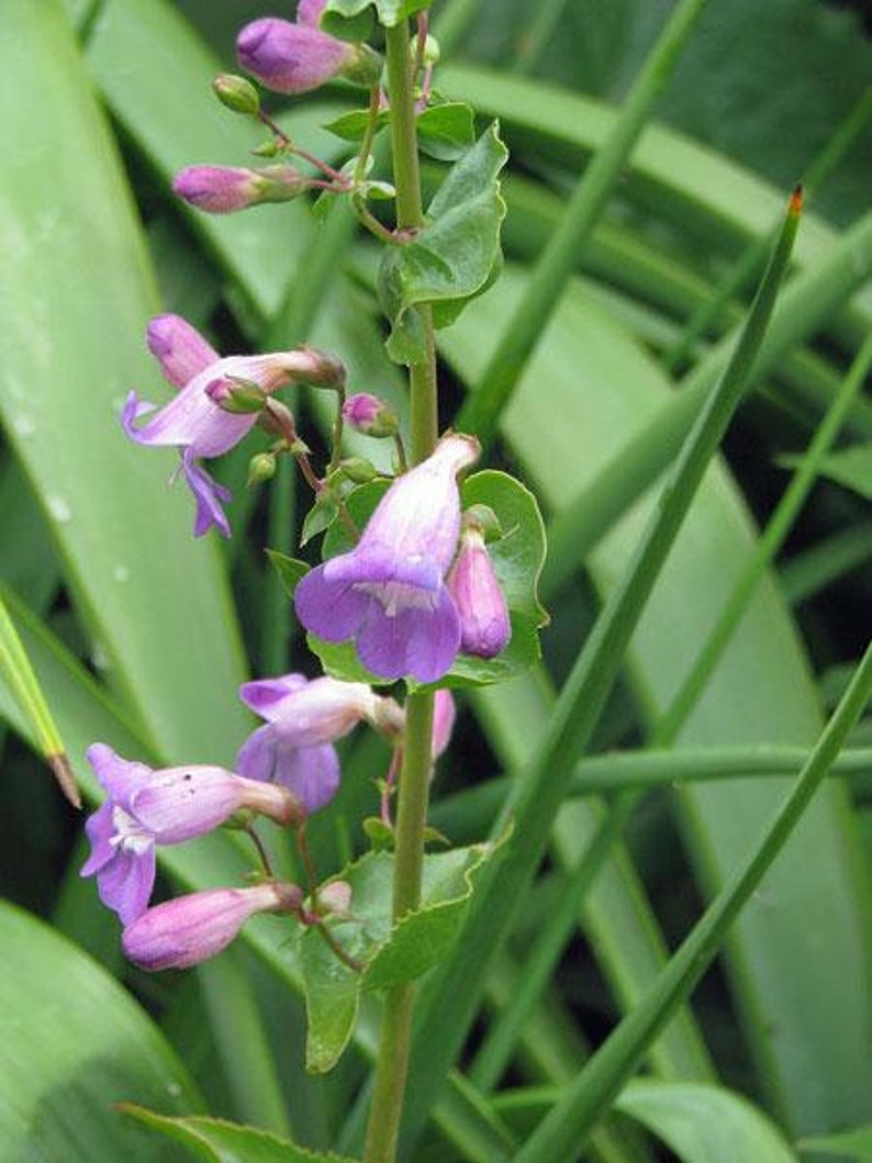 Penstemon spectabilis Beard Tongue Pride of the Mountain | Etsy