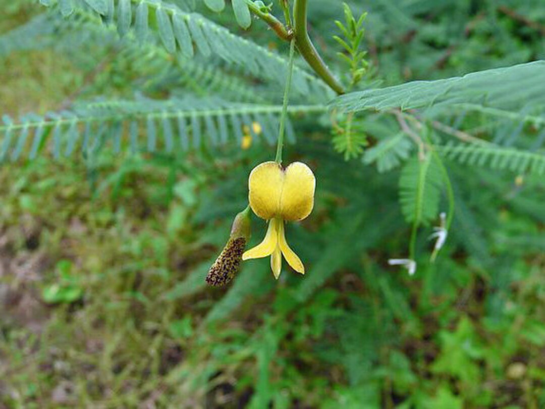 Sesbania Bispinosa Prickly Sesban 10 Seeds - Etsy
