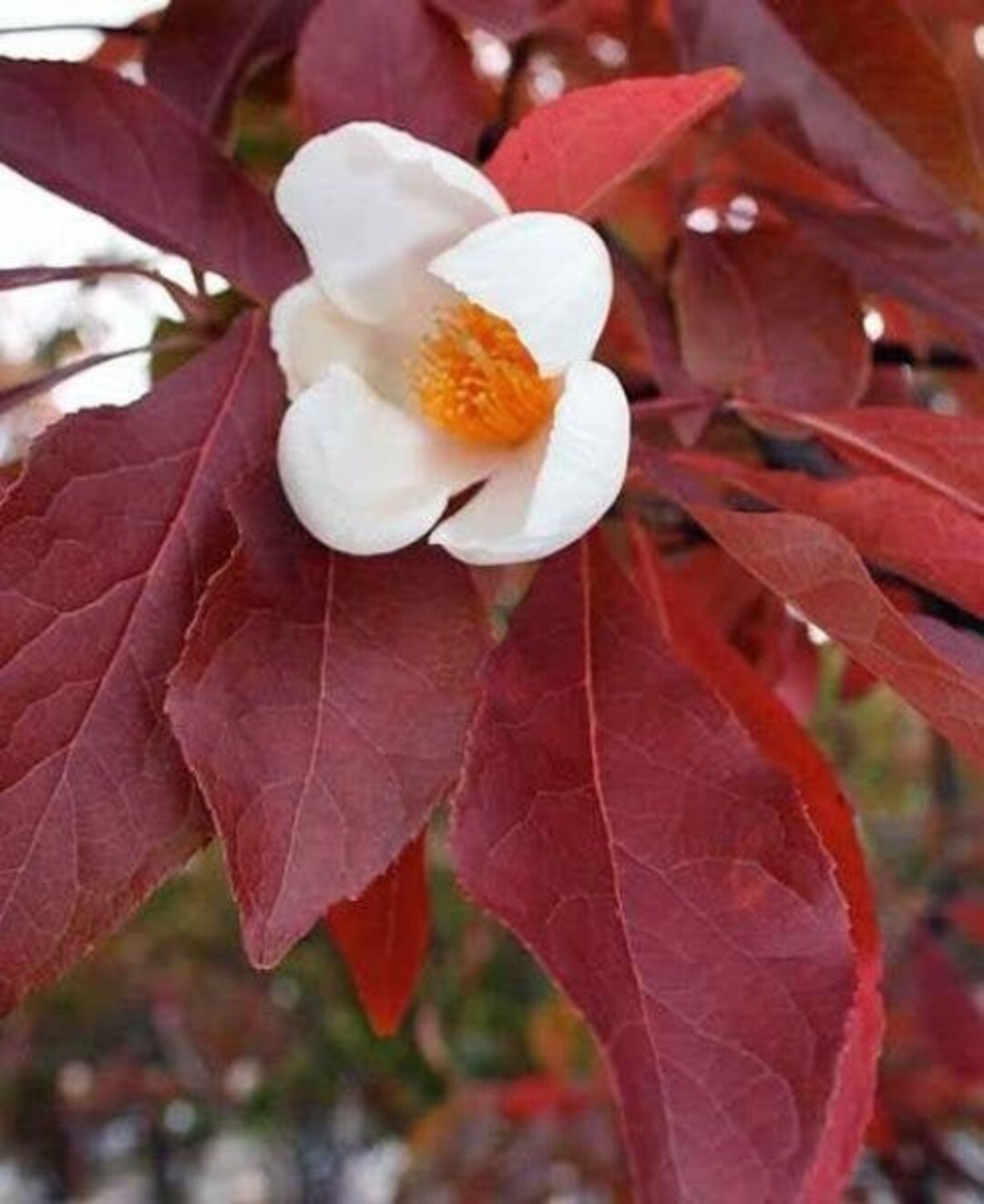 Frankilinia Altamaha | Ben Franklin Tree | Franklin Tree | 5 Seeds - Etsy