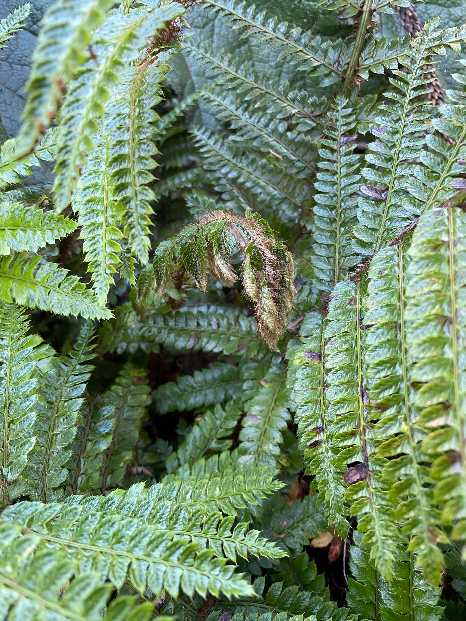 Polystichum Polyblephorum | Japanese Tassel Fern | 250 Spores - Etsy