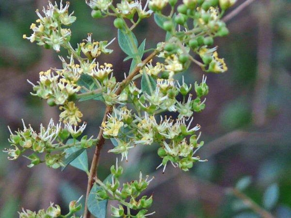 Lawsonia Inermis Henna Mignonette Tree Egyptian Privet | Etsy
