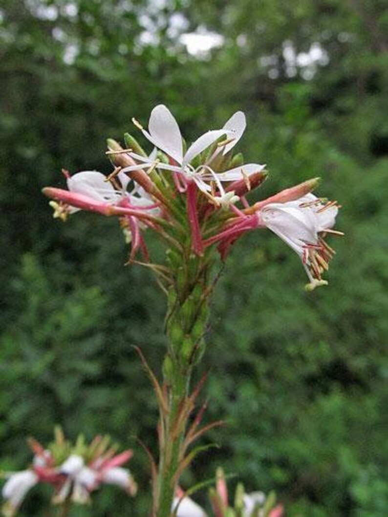 Oenothera Gaura Biennial Gaura Beeblossom 10 Seeds - Etsy