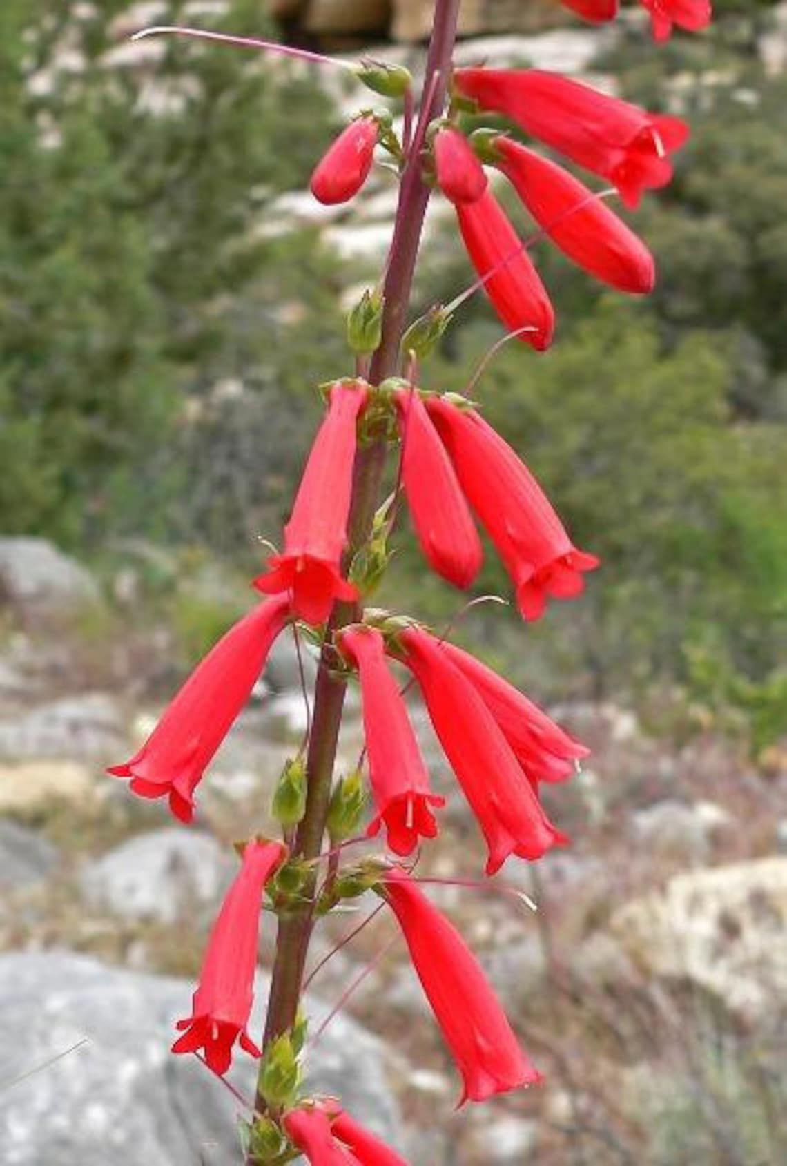 Penstemon eatonii Firecracker Penstemon 50 Seeds | Etsy