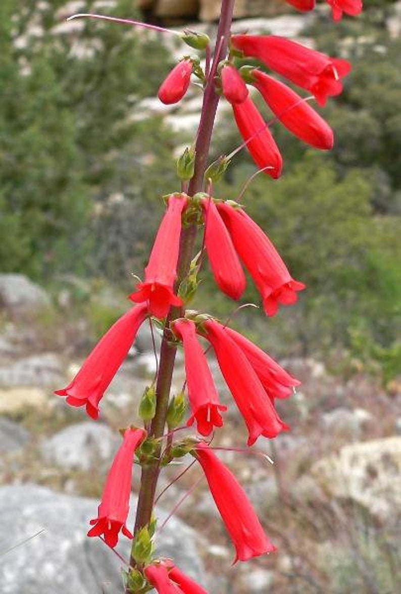 Penstemon Eatonii Firecracker Penstemon 50 Seeds | Etsy